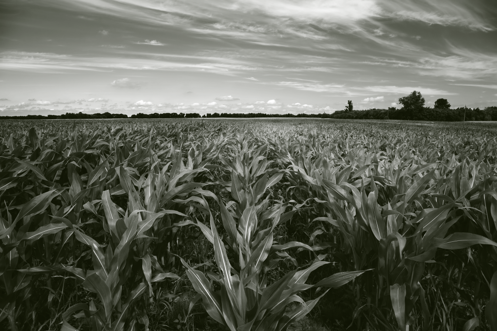 crop_trials_demonstration - Crops